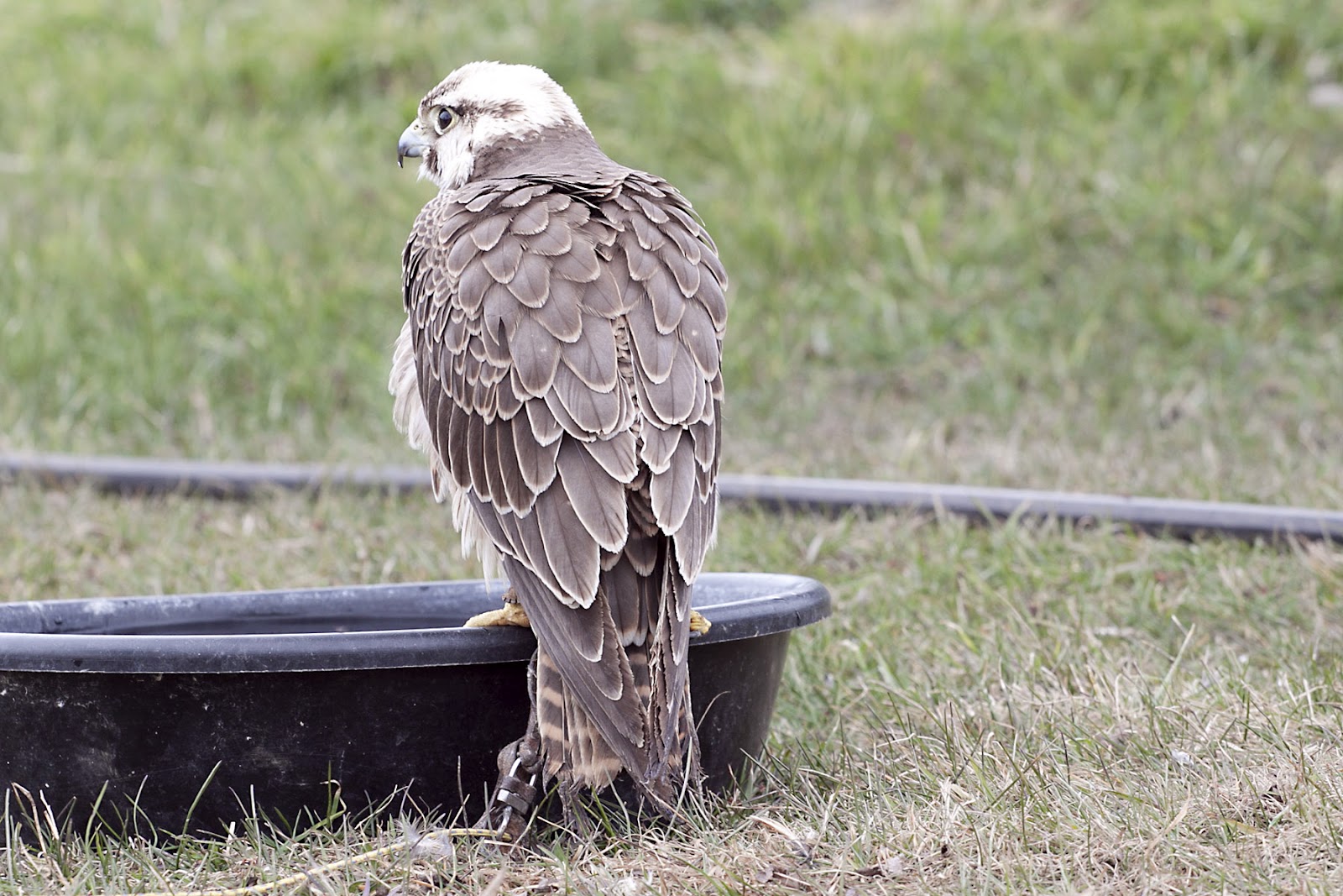 Ann Brokelman Photography: Lanner Falcon - CAPTIVE