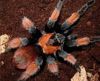 Top 10 tarantulas for beginner ~ Tarantula Hub