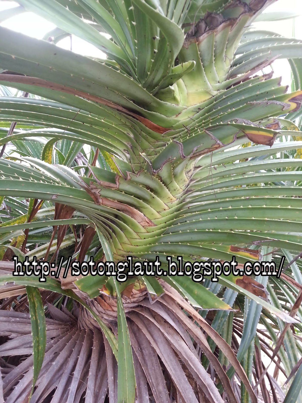 Sotong: Mengkuang Laut