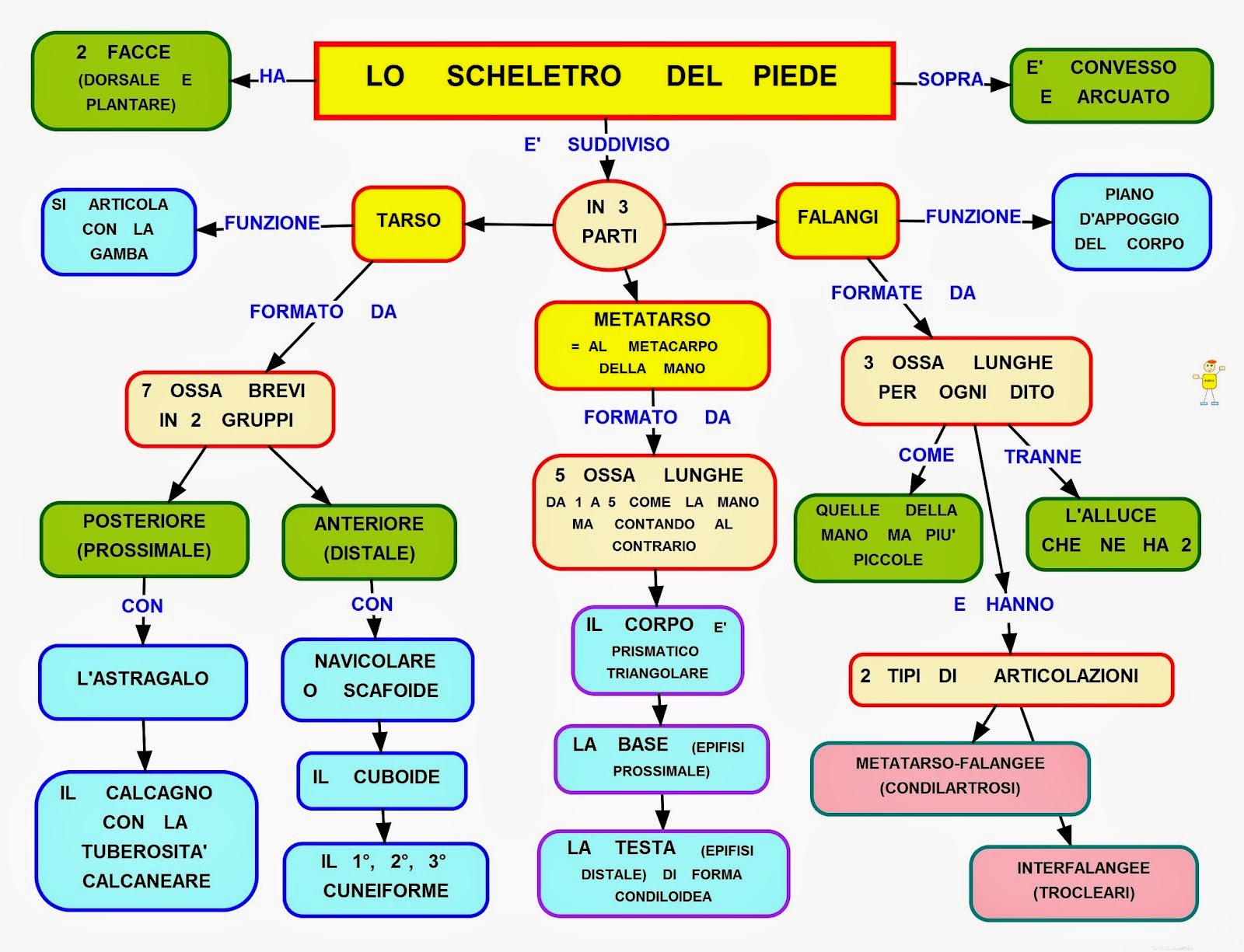 Mappa concettuale: Scheletro del piede • Scuolissima.com