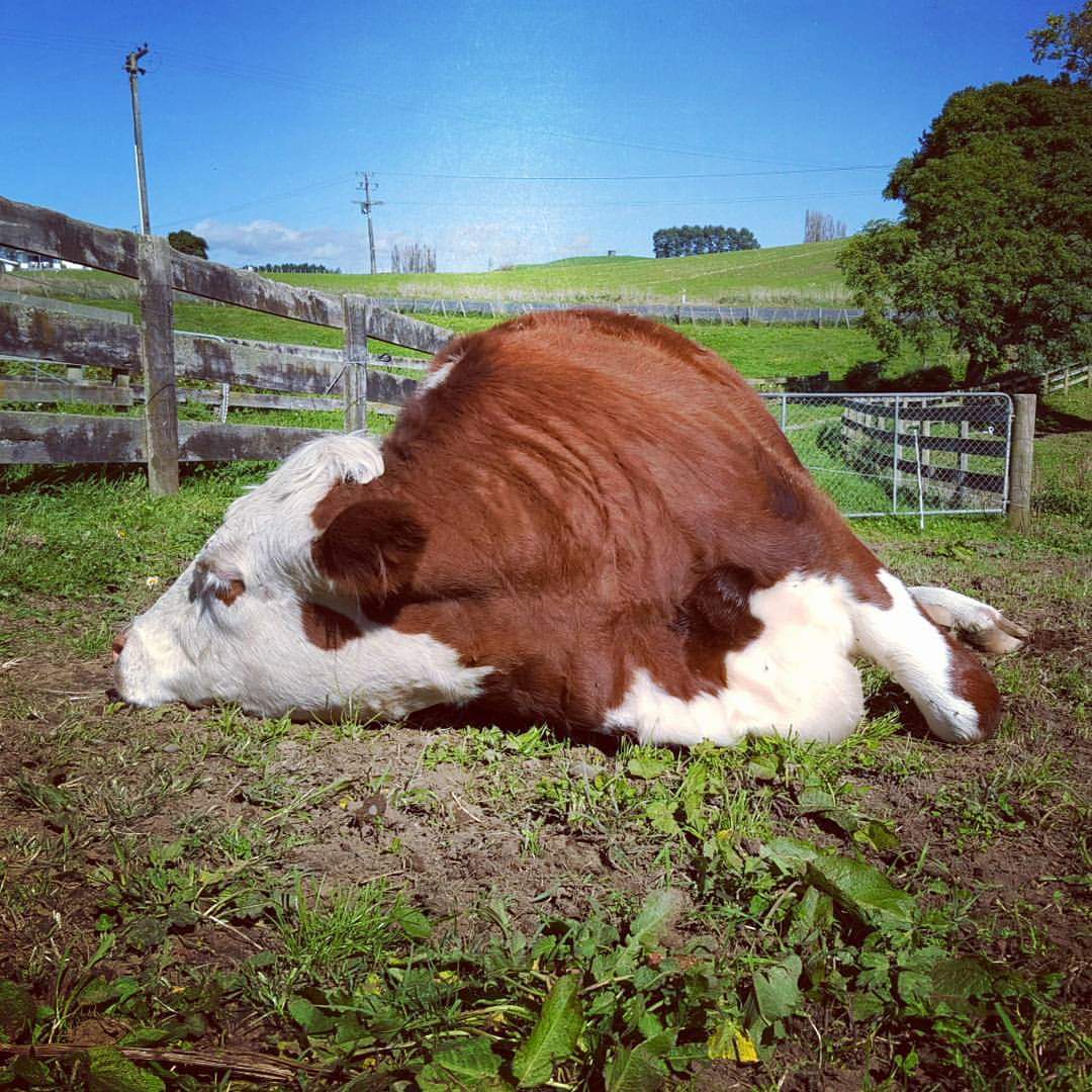 Ilmu Untuk Ternakan Ruminan: Penyakit Yang Sering Menyerang Lembu
