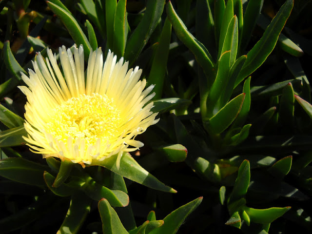 HORTA À PORTA: CARPOBROTUS EDULIS (CHORÃO-DAS-PRAIAS)