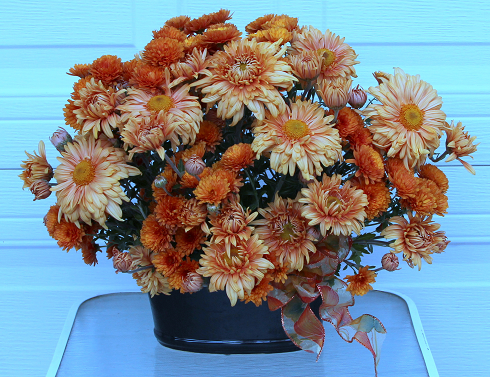 FALL MUM ARRANGEMENTS - Sowing the Seeds