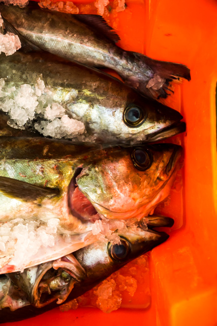 Through the Gaps! - Newlyn Fishing News: Freshly landed fish are rare ...