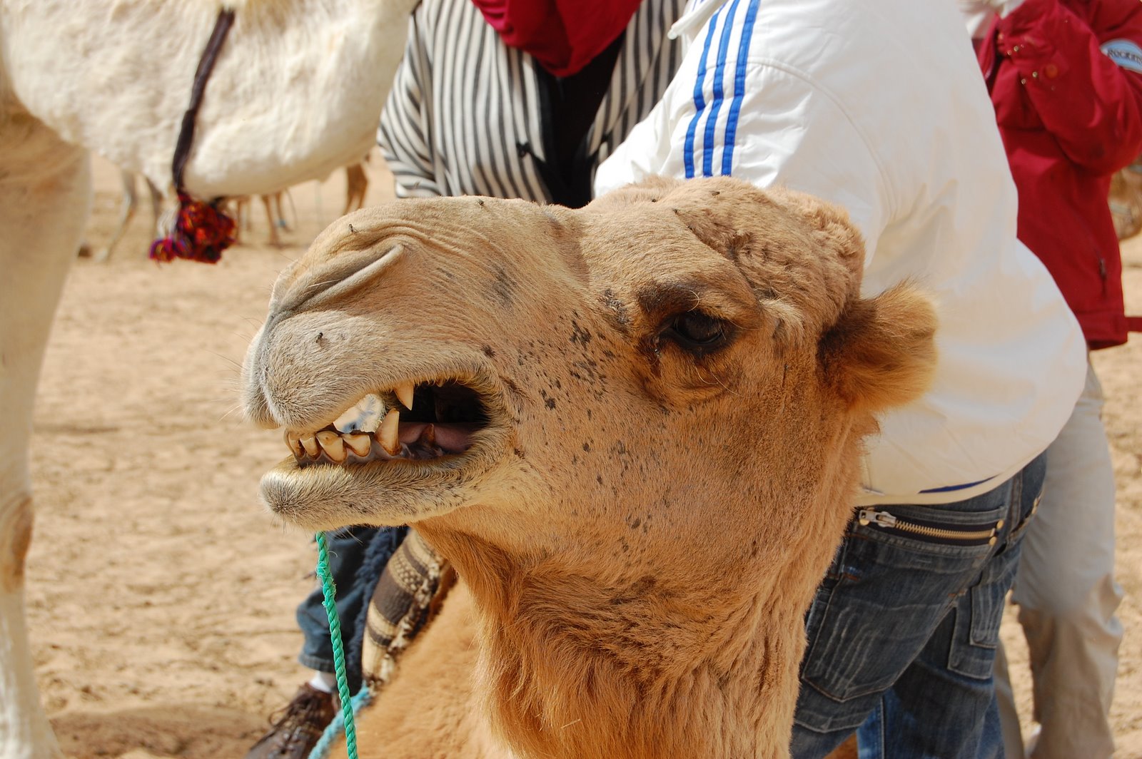 Linda Grimes: Visiting Reality : Grumpy Humpy Day! (With camels. Of ...
