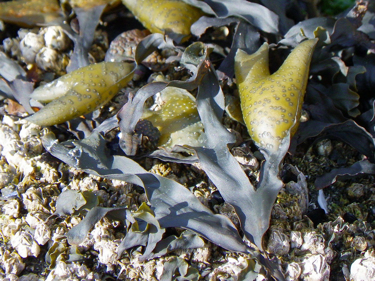 Wanderin' Weeta (With Waterfowl and Weeds): Love on a Rocky Shore