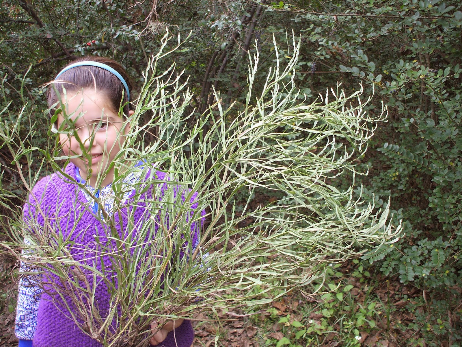 Zona Verde Villa Carlos Paz.: La Carqueja