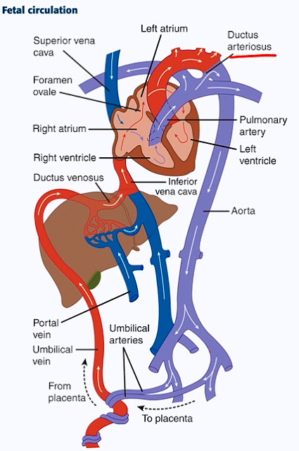 Quike & Vivi's World: Fetal Circulation