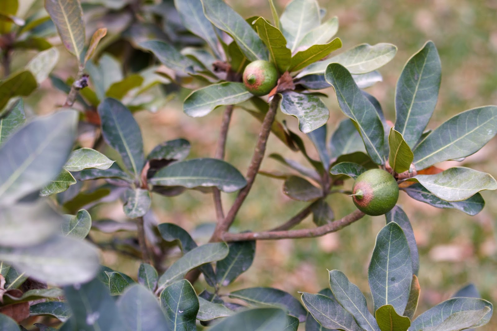 Exotische Pflanzen und Früchte: Lucuma de seda / Pouteria lucuma