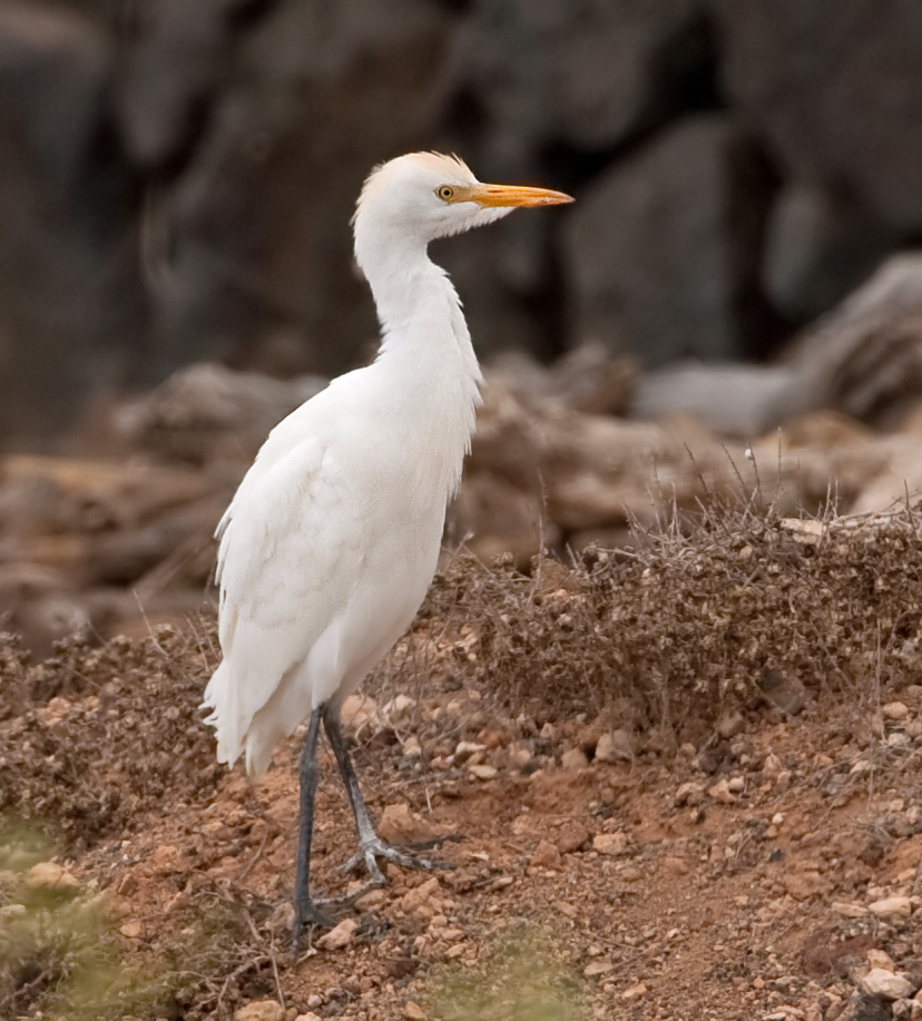 Calder Birder: Lanzarote