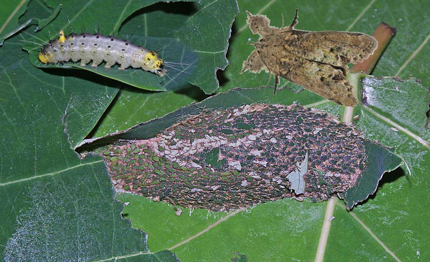 BunyipCo: November 2012