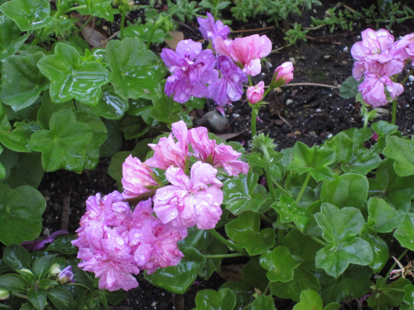 Joe Ruggiero Designer/ HGTV Host: Ivy Geraniums Give Great Color To The ...