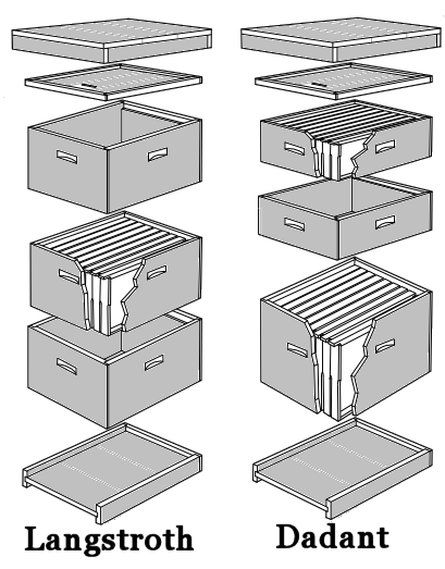 CORONA APICULTORES: COLMENA LANGSTROTH II