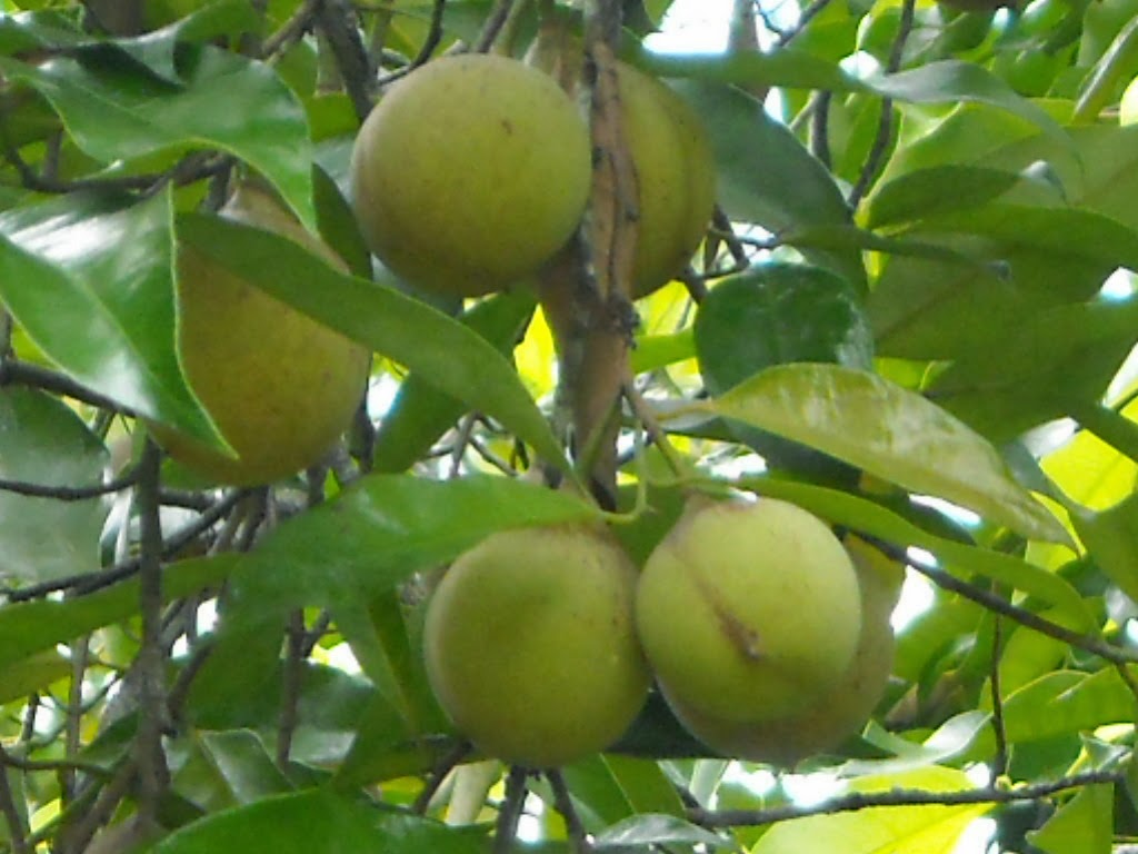 jual bibit dan buah pala kering