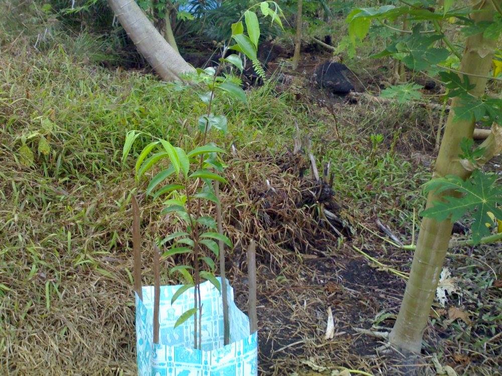 BUDIDAYA GAHARU TEMBILAHAN: TANAMAN GAHARU DI TANAH GAMBUT DAN TANAH ...