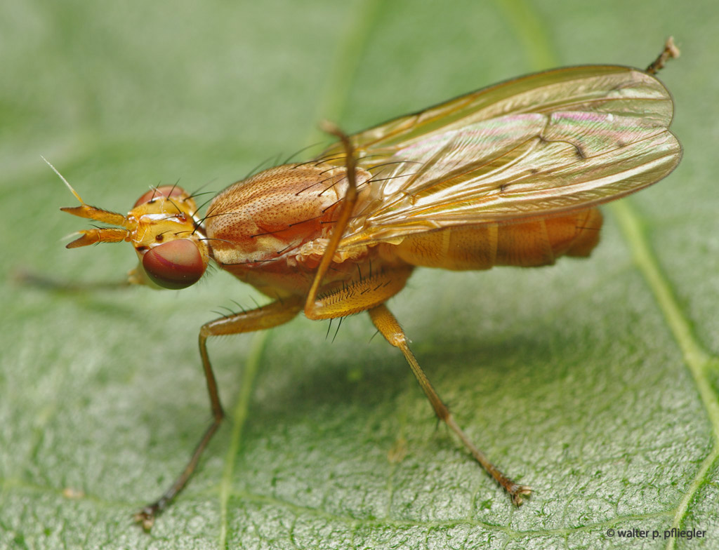 Nature photos from an Amateur Naturalist: Sebesvíz, Bükk Mountains ...