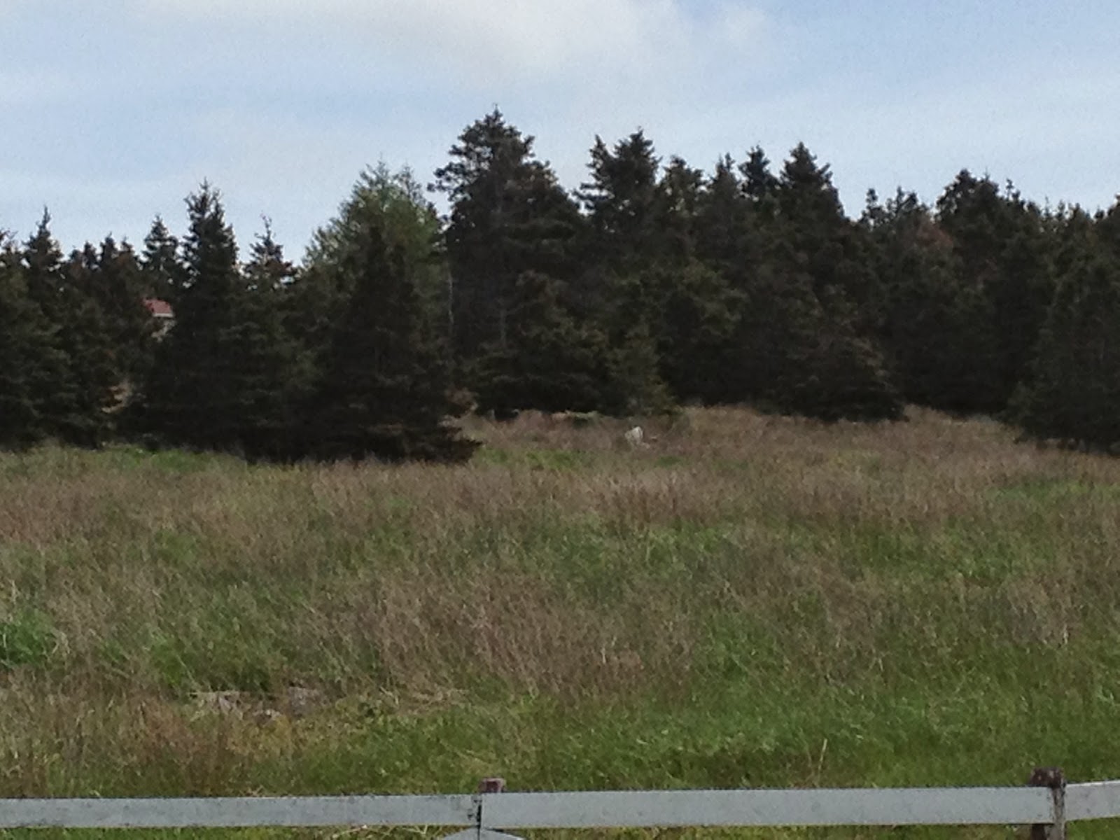 Flynn's Hill: A Visit to Point Verde, NFLD