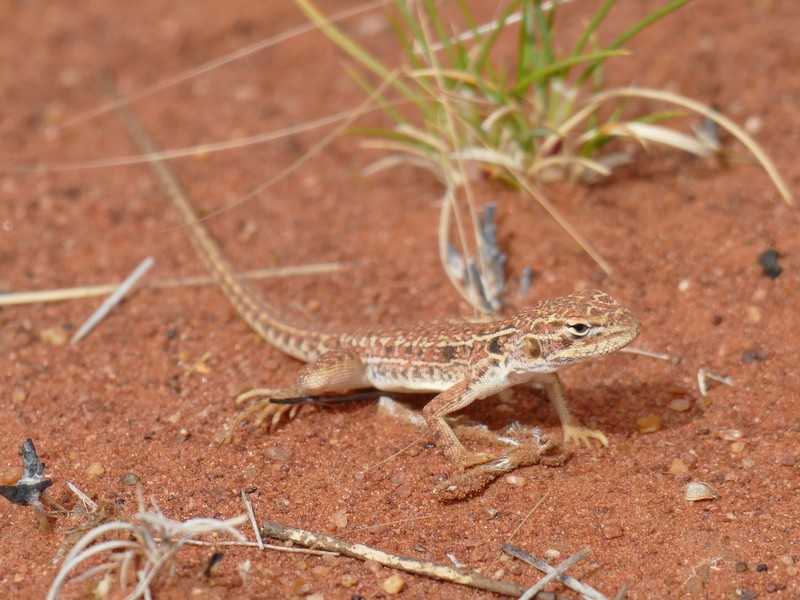 Ian Fraser, talking naturally: The Great Sandy Desert: #2, some animals