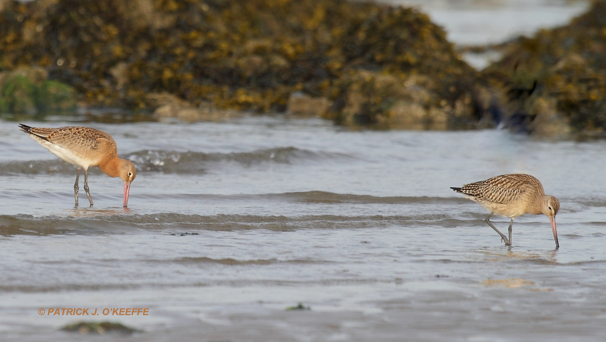 Raw Birds: BLACK TAILED GODWIT + BAR TAILED GODWIT (on right) Juveniles ...