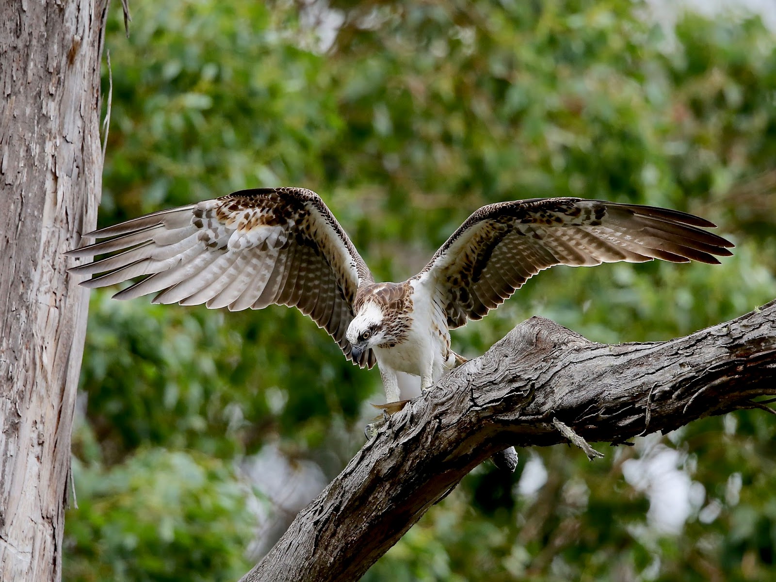 Avithera: Eastern Osprey