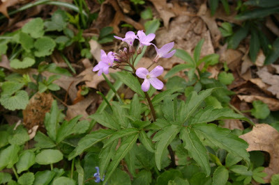 My Virtual Maryland Garden: Cardamine quinquefolia