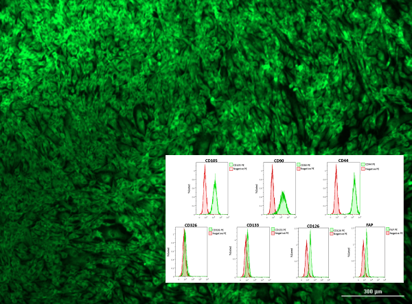 Neuromics: Need Human Cells? Ask Us!