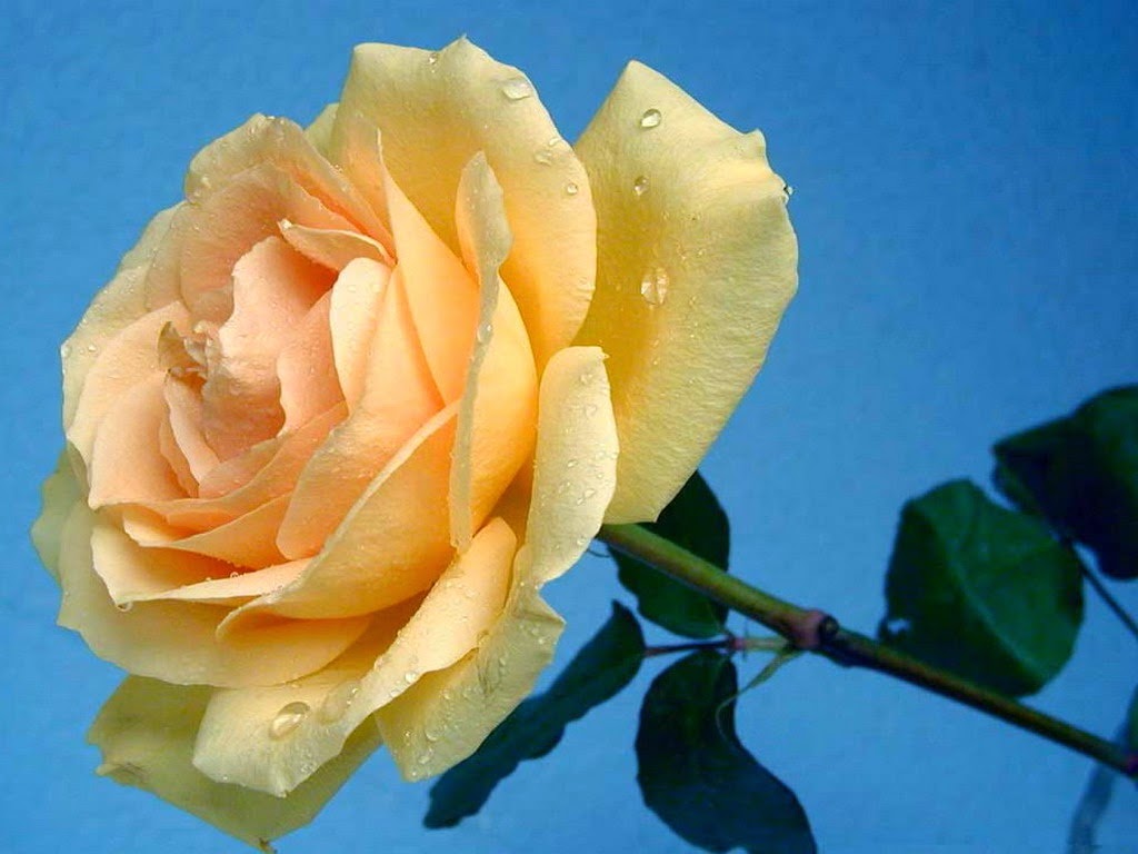 Cute Flower ~ Digestible Pictures