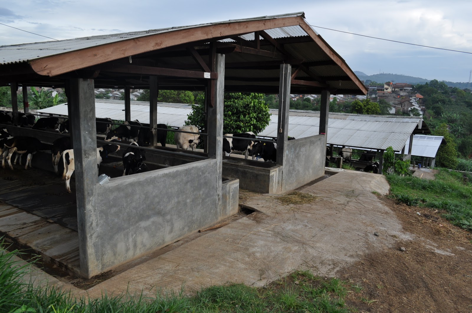 PITA LESTARI : Photo peternakan