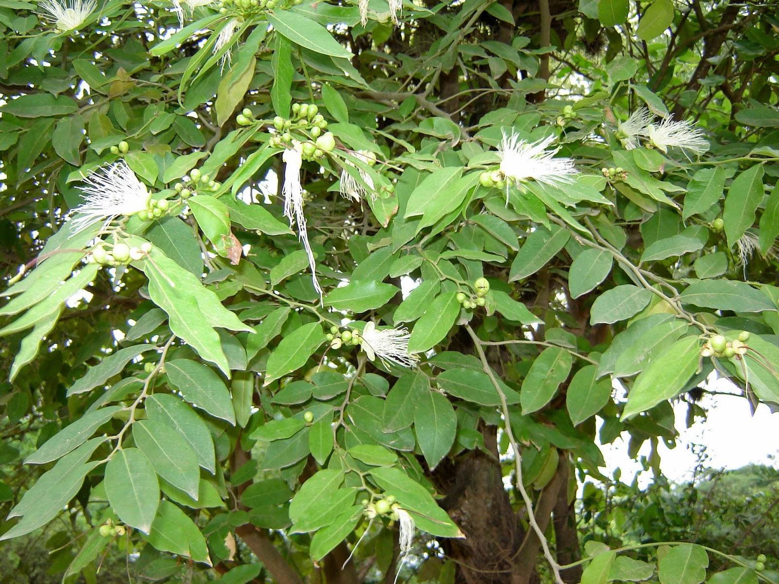 Argentina nativa: Sacha poroto (Cynophalla retusa)