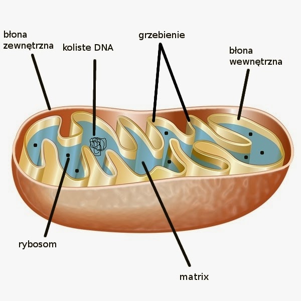 O biologii: MITOCHONDRIUM