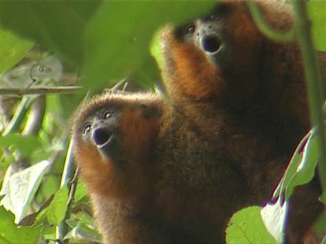 Species New to Science: [Mammalogy • 2006] Callicebus aureipalatii ...