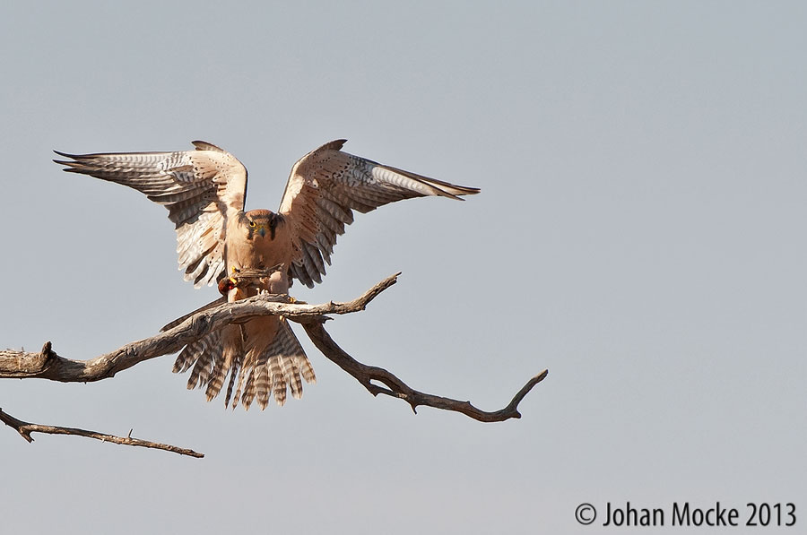 Johan Mocke Photography: Kgalagadi (2) Birds