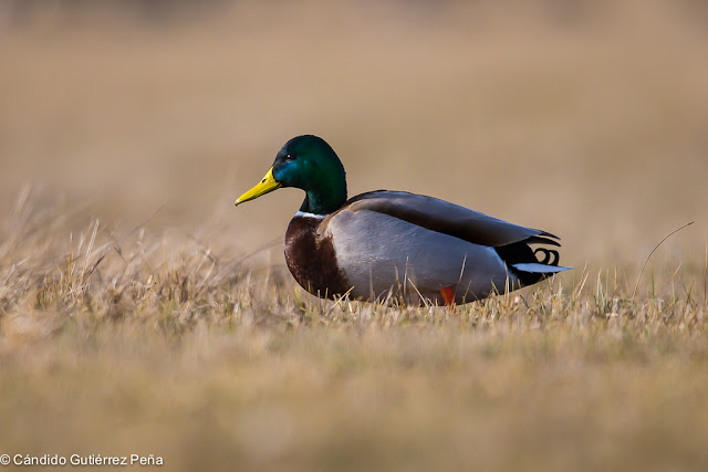 ANADE REAL - Anas Platyrhynchos | Observatorio de la Naturaleza