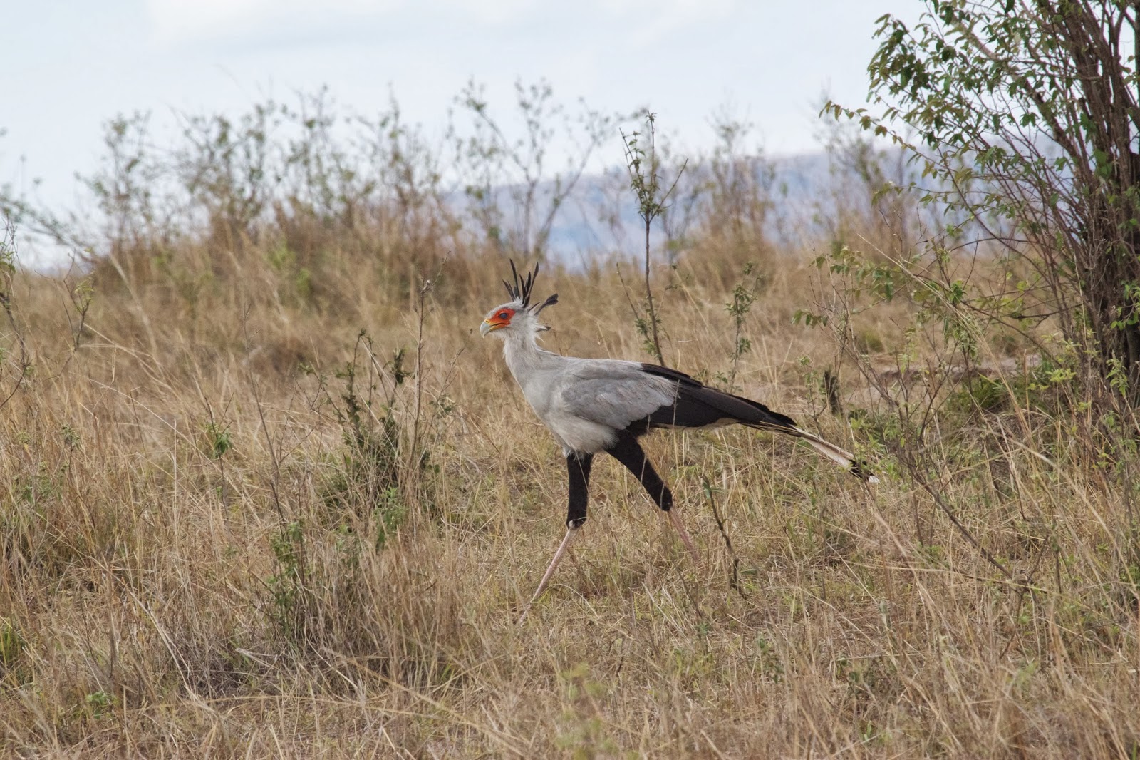 Feather Tailed Stories: Secretary Bird (Africa Series)