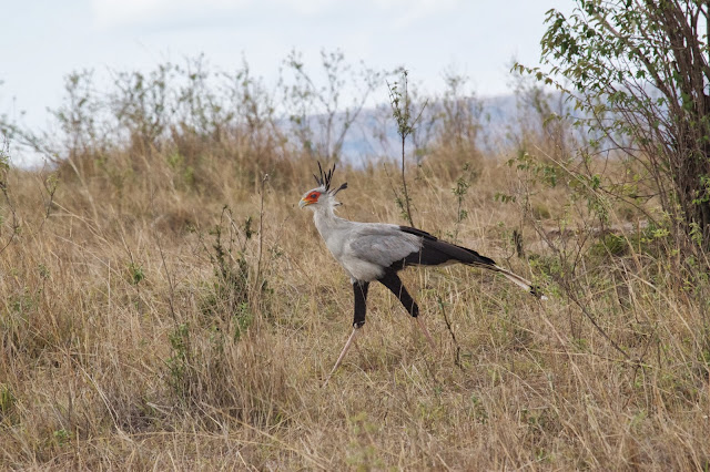 Feather Tailed Stories: Secretary Bird (Africa Series)