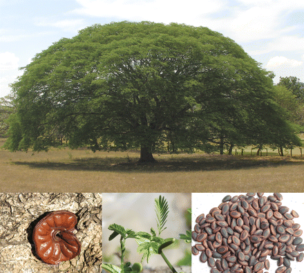 Flora y Fauna de Veracruz: VEGETACIÓN