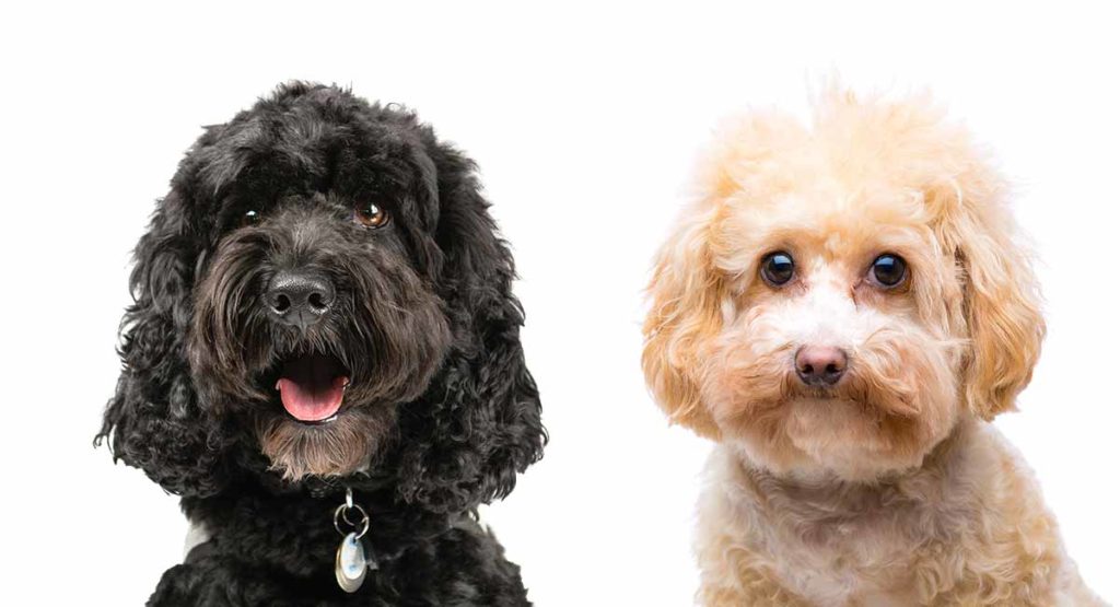 What Are The Different Types Of Poodle Mixes