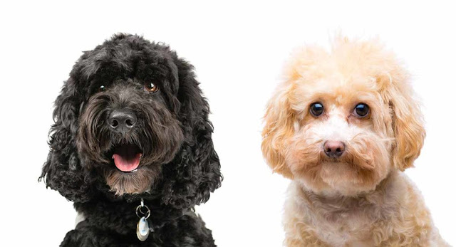 Different Types of Poodle Breeds - Doglopedix