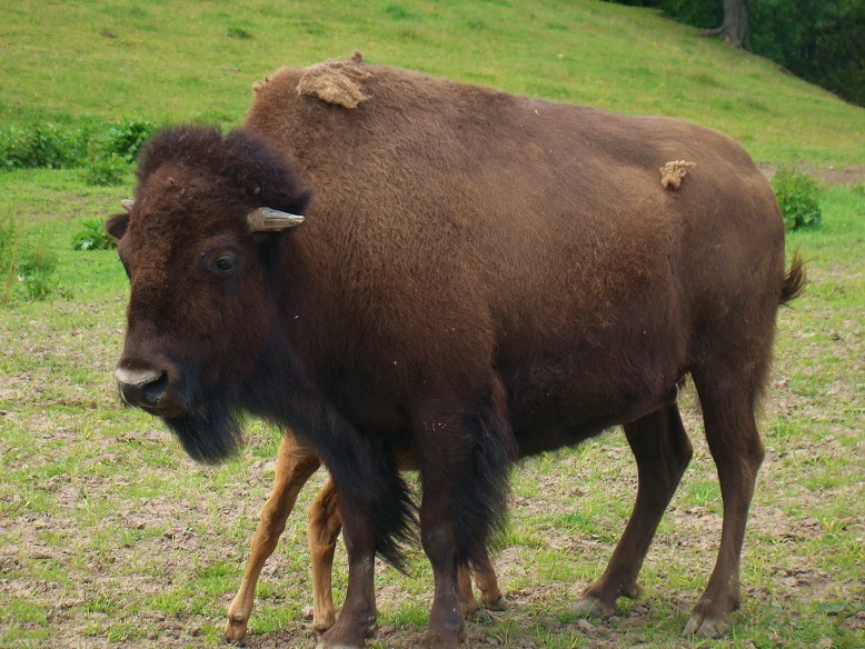 SOCIALIST OCH BAJARE- Livets passion: Bisonoxar