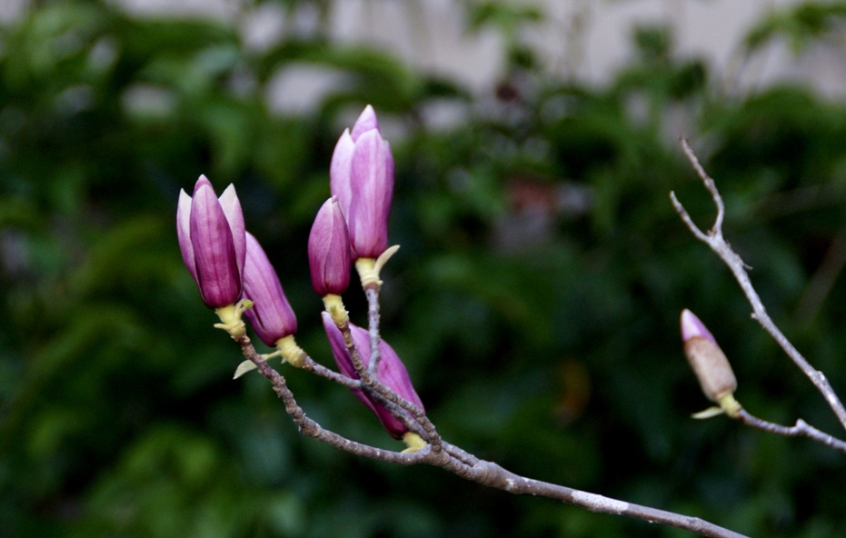 A photo, A thought............: Season: Vernal blooms in US South West