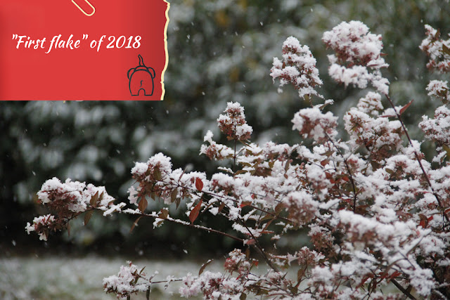 First snowflakes of the year - Home