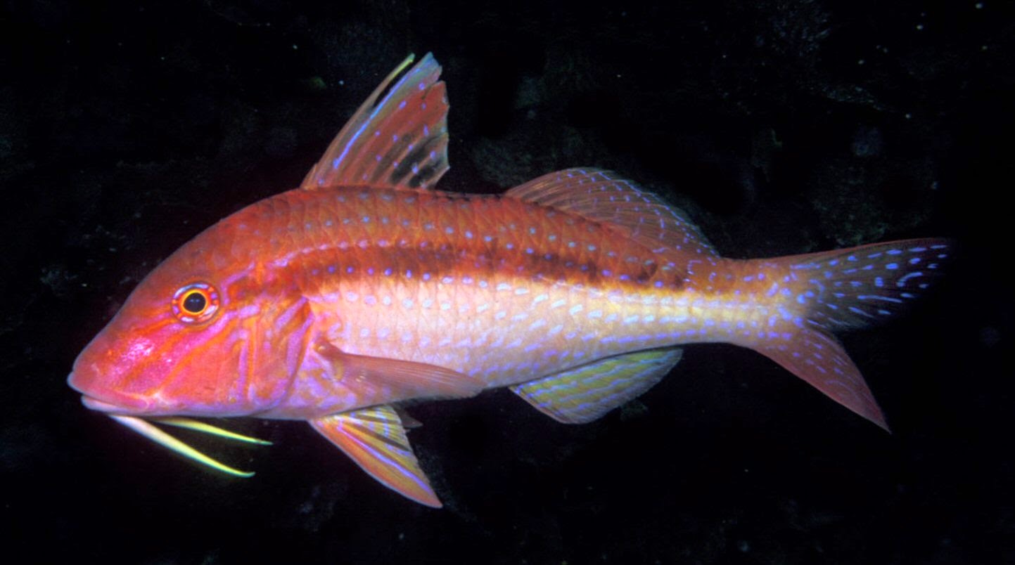 Goatfish | Fun Animals Wiki, Videos, Pictures, Stories