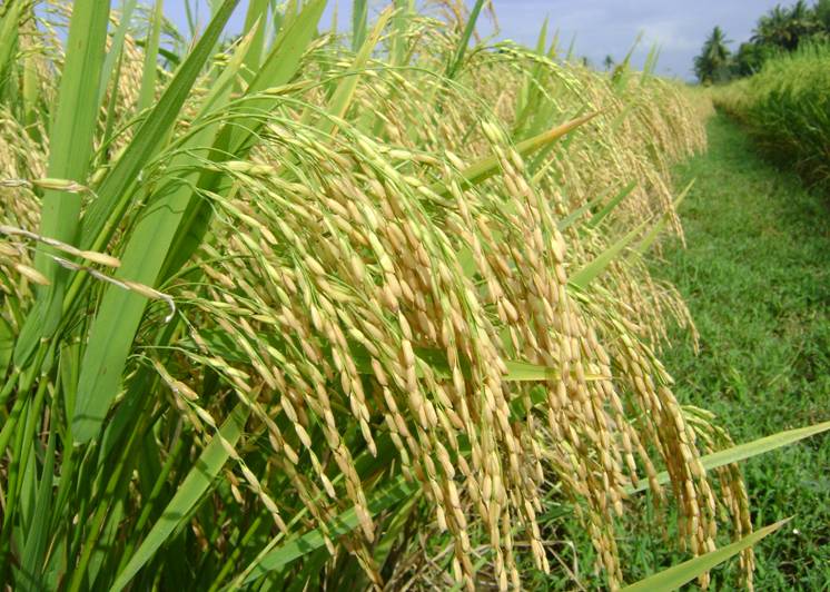 Biotek Agriculture and Aquaculture: Tanaman Padi Yang Sehat Dan Subur