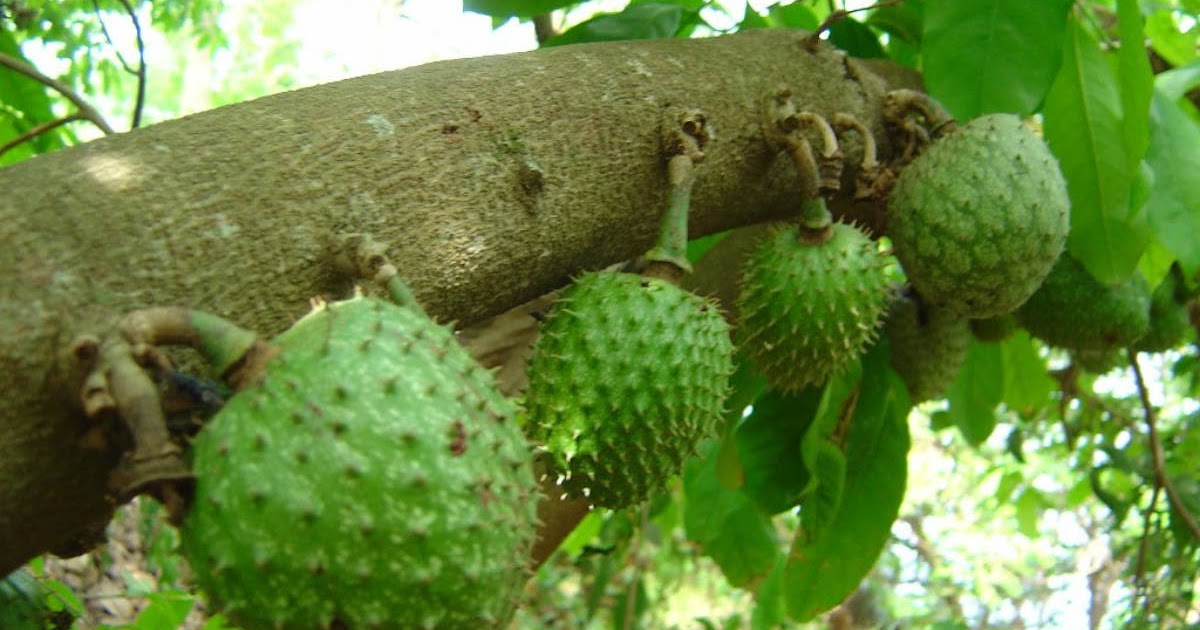 Recetas Naturales: La Guanaba para tratar el cáncer!! Es un ...