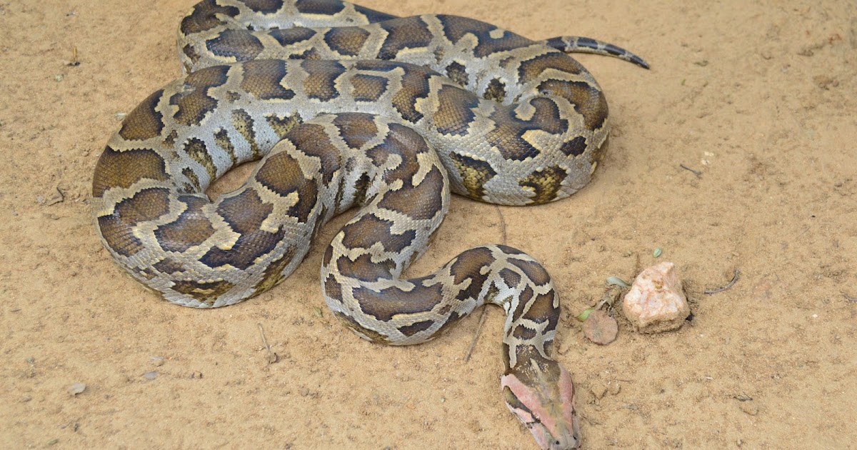 Indian Rock Python/පිඹුරා (Python molurus-Linnaeus, 1758)