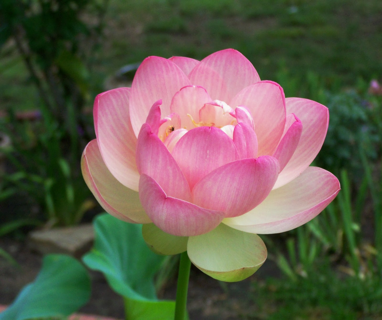 Flower Homes: Lotus Flowers