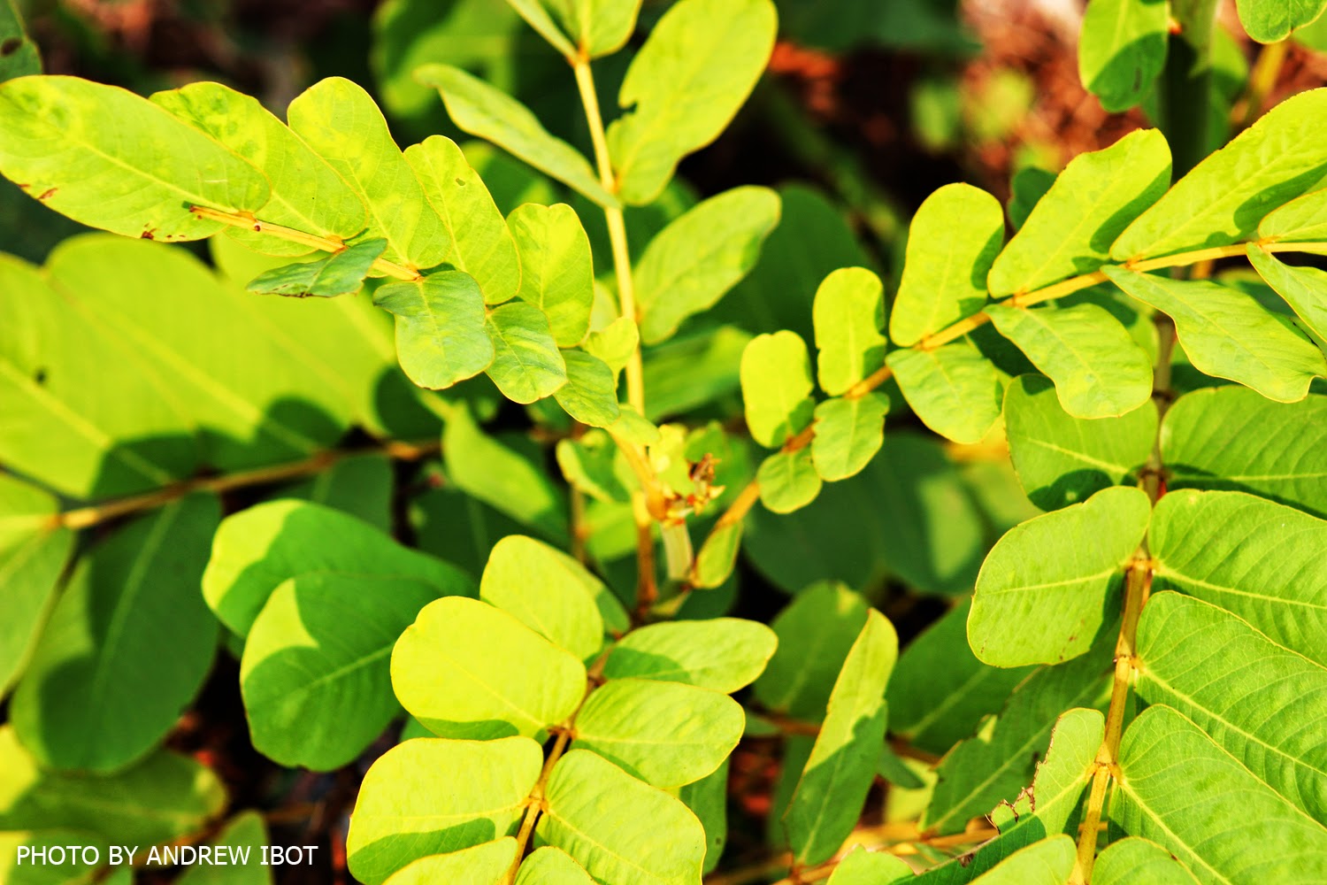 Ako si ANDREW IBOT!: Akapulko