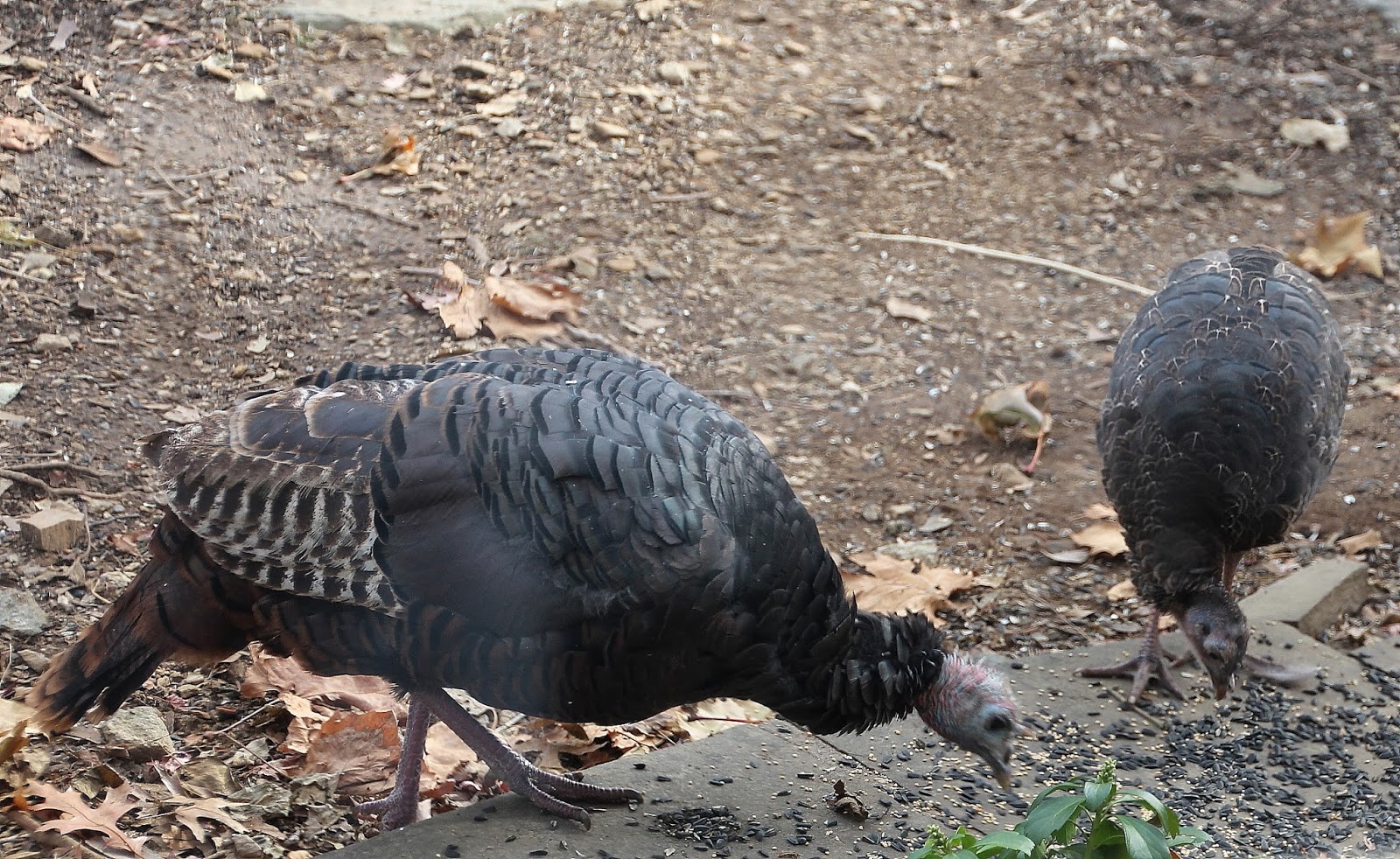 It Just Comes Naturally: Thanksgiving Survivors and Turkey Turds (for ...