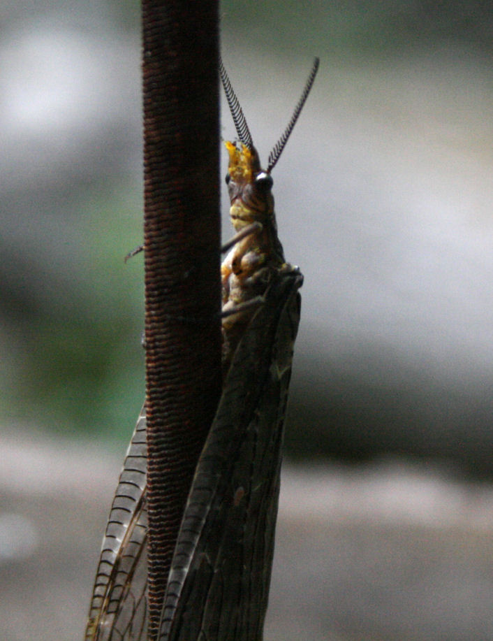 The Öko Box: Strange Shrimp Headed Bug (with wings)