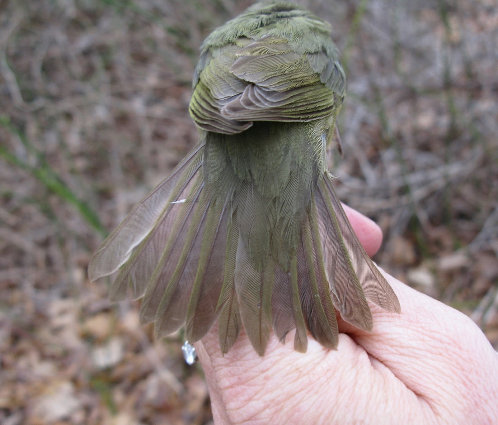 Cape Cod Bander: April